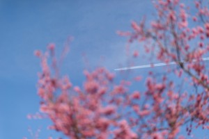Pink trees | Marsha Dunstan