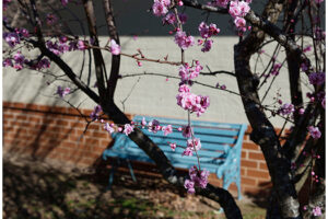 Pink trees | Marsha Dunstan