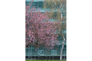 Pink trees | Marsha Dunstan