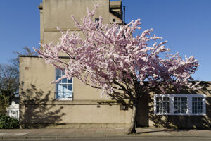 Pink trees | Marsha Dunstan
